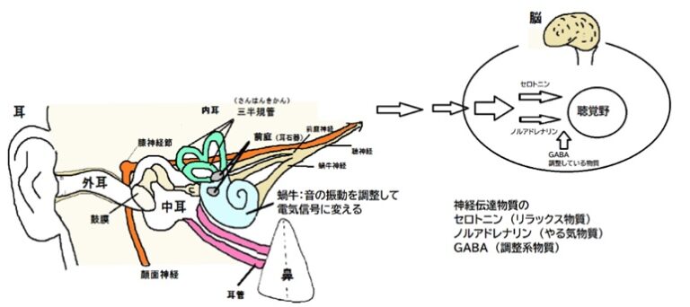 聴覚情報処理障害 APD 聞き取り困難症 LiDについて | よこい耳鼻咽喉科 ホームページ